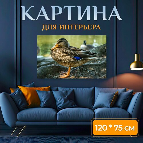 Картина на холсте "Утка, кряква, животное" на подрамнике 120х75 см. для интерьера