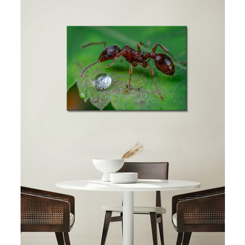 Картина -Муравей, муравей макро, муравей близко (12) 20х30