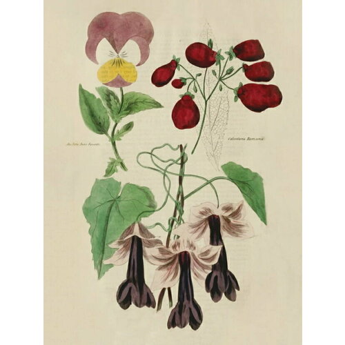 Плакат, постер на холсте Jane Ann s Favorite, Calceolaria Harrisonia, Lophospernutm Lihodocliiton/искусство/арт/абстракция. Размер 42 х 60 см