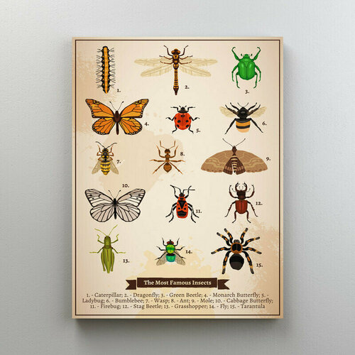 Интерьерная картина на холсте "Винтажный постер - плакат с видами насекомых" размер 22x30 см