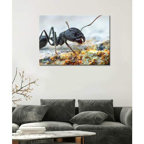 Картина -Муравей, муравей макро, муравей близко (4) 20х30