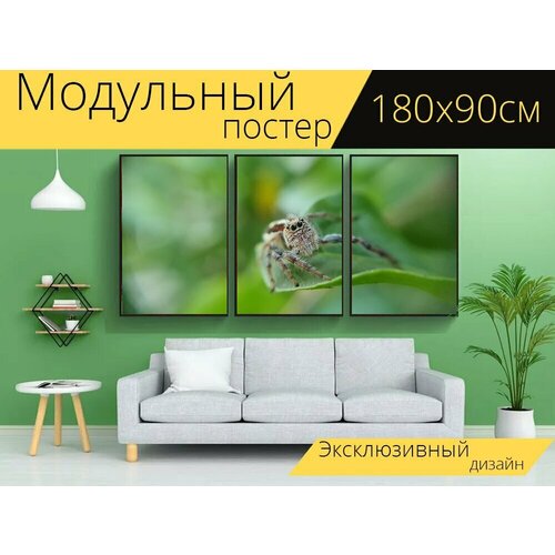 Модульный постер "Паук, паукообразный, членистоногих" 180 x 90 см. для интерьера