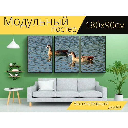Модульный постер "Египетские гуси, птицы, озеро" 180 x 90 см. для интерьера