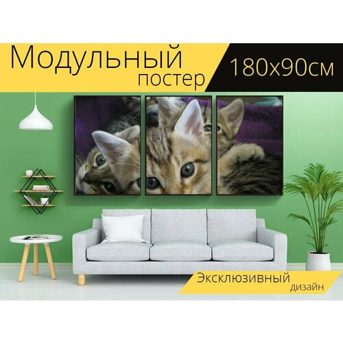 Модульный постер "Котята, глаза, кошка" 180 x 90 см. для интерьера