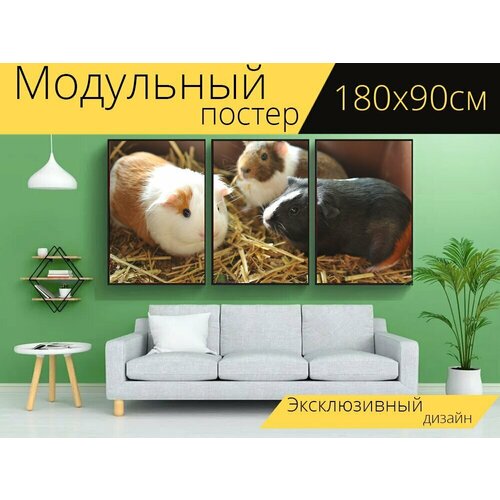 Модульный постер "Морская свинка, друзья, домашнее животное" 180 x 90 см. для интерьера