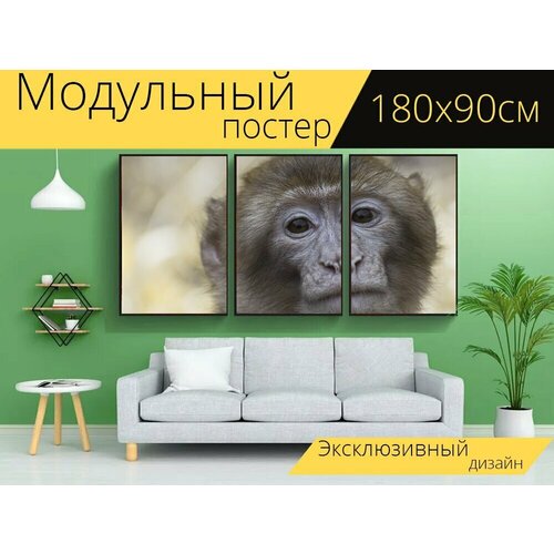 Модульный постер "Варварская макака, макаки, обезьяна" 180 x 90 см. для интерьера