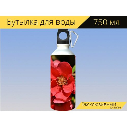 Бутылка фляга для воды "Декоративная айва, кустарник, хеномелес" 750 мл. с карабином и принтом