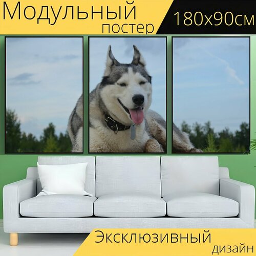 Модульный постер "Собака, хаски, сибирский" 180 x 90 см. для интерьера