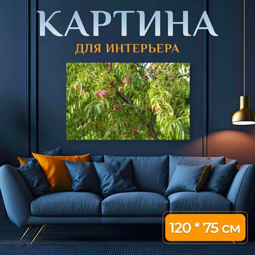 Картина на холсте "Персики, фрукты, косточковых" на подрамнике 120х75 см. для интерьера