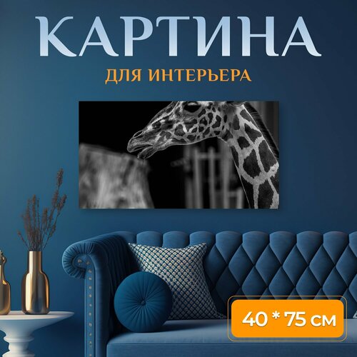 Картина на холсте "Жирафа, зоопарк, африка" на подрамнике 75х40 см. для интерьера