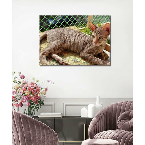 Картина - кошка, корниш-рекс, волнистая шерсть, короткошёрстная кошка, домашняя кошка, ласковая кошка, кот (143) 60х80