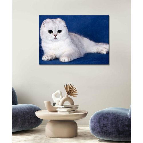 Картина - кошка, шотландская вислоухая кошка, домашняя кошка, ласковая кошка, кот (246) 30х40