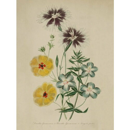 Плакат, постер на бумаге Dianthus Superbus, Potentilla Gauneriana, Anagallis/искусство/арт/абстракция/творчество. Размер 21 х 30 см