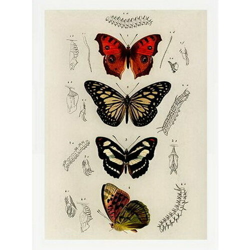 Плакат, постер на холсте старинная гравюра. Коллекция бабочек. Размер 42 х 60 см