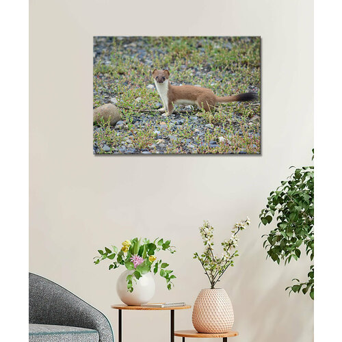 Картина - Горностай, горностай тобольский, горностай в лесу (3) 60х80