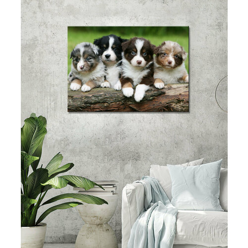 Картина - Австралийская овчарка, аусси, аусси собака, овчарка аусси, аусси шерсть, аусси мордочка, аусси щеночек, аусси щенята (8) 40х60