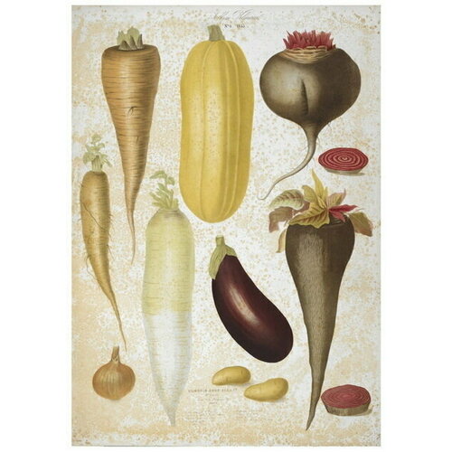 Плакат, постер на холсте ботанические иллюстрации, ботанические рисунки, ботанические принты. Тыква, кабачок, лук. Размер 60 х 84 см