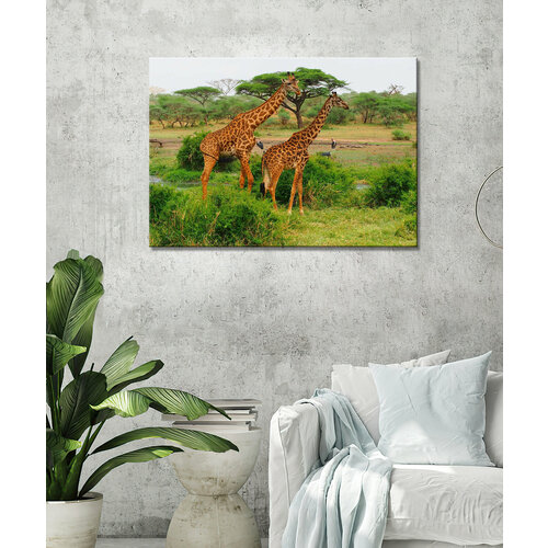Картина - Жираф, жирафы, африка, жирафы закат, природа жирафы (21) 20х30