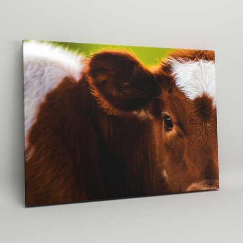 Картина на холсте (интерьерный постер) "Корова" животные с деревянным подрамником, размер 60х45 см