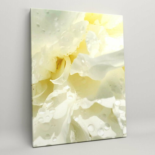 Картина на холсте (интерьерный постер) "Лепестки белой розы" цветы и растения, с деревянным подрамником, размер 30x40 см
