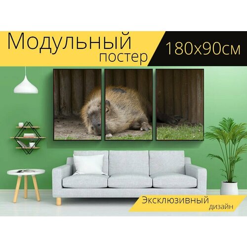 Модульный постер "Капибара, грызун, дикая природа" 180 x 90 см. для интерьера