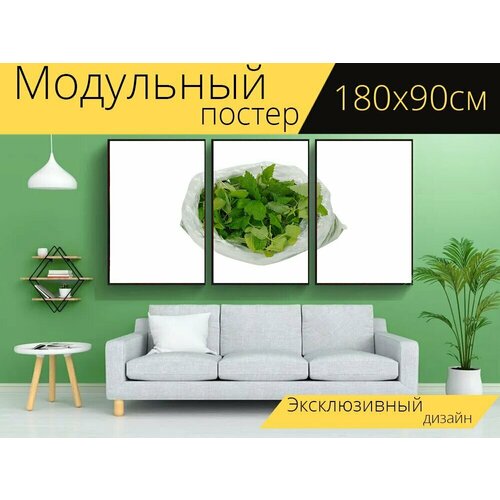 Модульный постер "Лимонный бальзам, мелисса лекарственная, трава" 180 x 90 см. для интерьера
