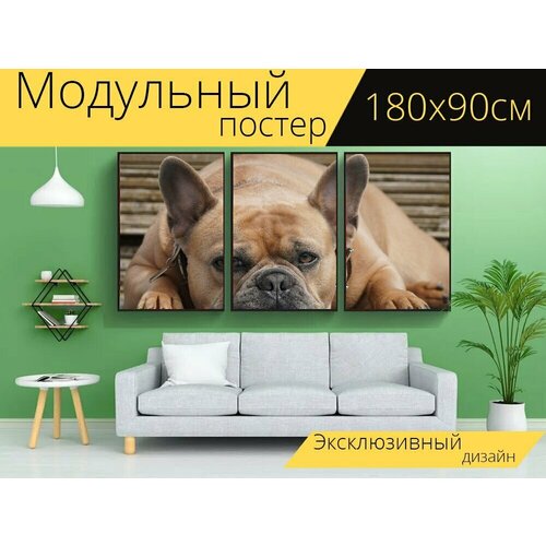 Модульный постер "Собака, французский бульдог, коричневая собака" 180 x 90 см. для интерьера