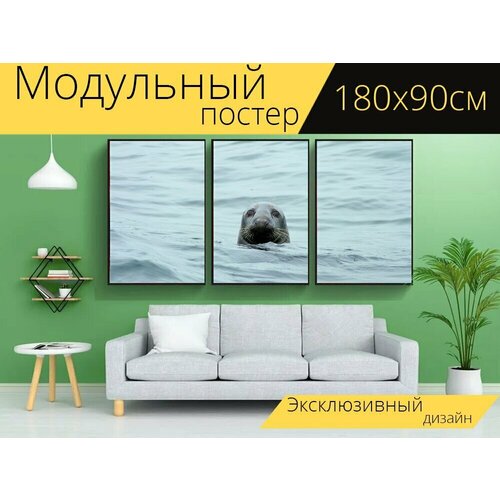 Модульный постер "Тюлень, атлантический длинномордый тюлень, море" 180 x 90 см. для интерьера