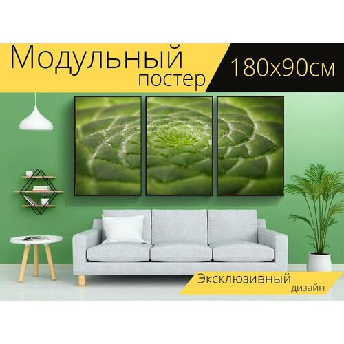 Модульный постер "Эониум табулиформный, тарелка суккулентов, завод" 180 x 90 см. для интерьера