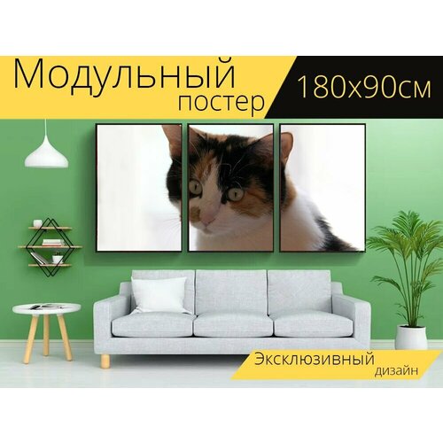 Модульный постер "Кот, котенок, домашнее животное" 180 x 90 см. для интерьера