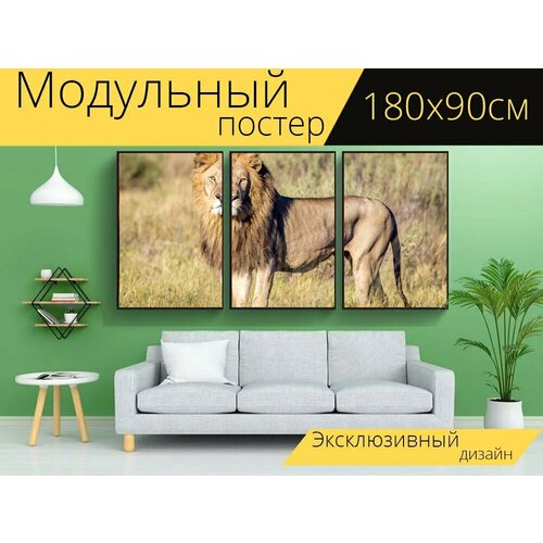 Модульный постер "Лев, сафари, ботсвана" 180 x 90 см. для интерьера
