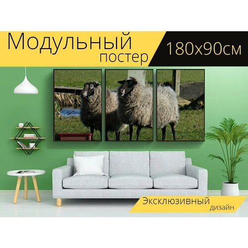 Модульный постер "Шетландские острова, овцы, овец" 180 x 90 см. для интерьера