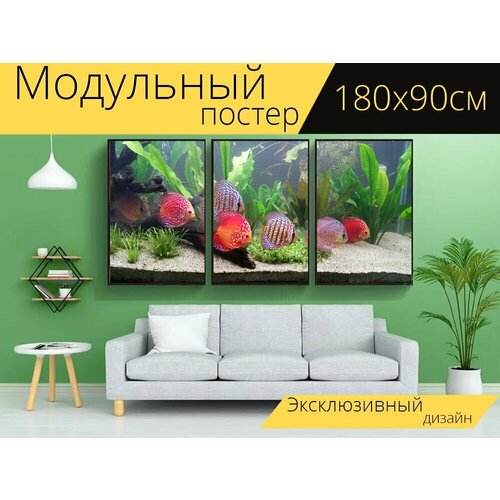 Модульный постер "Стайная рыбадискус, школа, аквариум" 180 x 90 см. для интерьера
