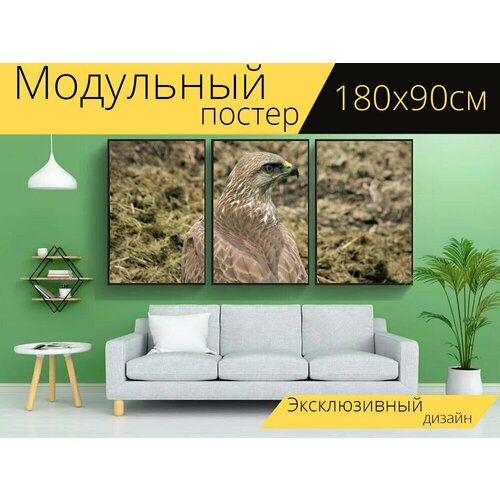 Модульный постер "Степной канюк, острым клювом, природа" 180 x 90 см. для интерьера