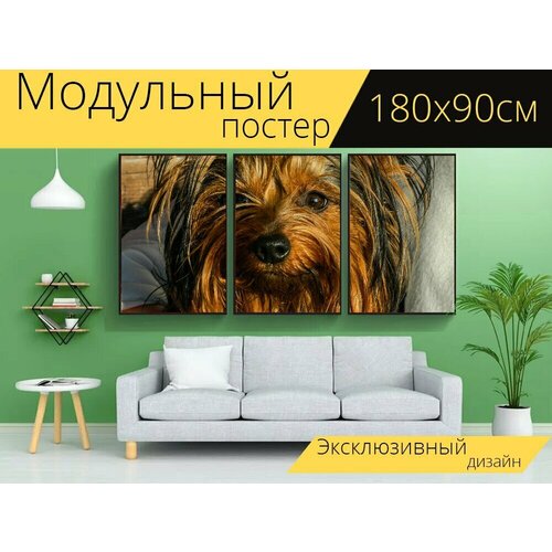 Модульный постер "Собака, йоркширский терьер, маленькая собака" 180 x 90 см. для интерьера
