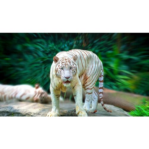 Картина на холсте 60x110 LinxOne "Тигр хищник взгляд белый" интерьерная для дома / на стену / на кухню / с подрамником