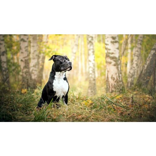 Картина на холсте 60x110 LinxOne "Собака природа взгляд осень друг" интерьерная для дома / на стену / на кухню / с подрамником