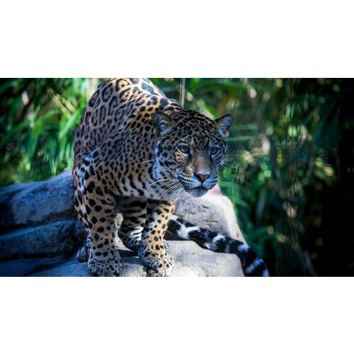 Картина на холсте 60x110 LinxOne "Ягуар дикая кошка хищник" интерьерная для дома / на стену / на кухню / с подрамником