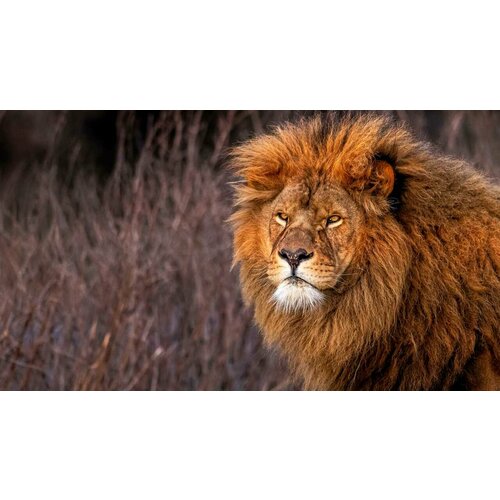 Картина на холсте 60x110 LinxOne "Взгляд морда грива лев царь" интерьерная для дома / на стену / на кухню / с подрамником