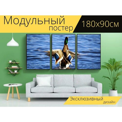 Модульный постер "Утка, кряква, селезень" 180 x 90 см. для интерьера