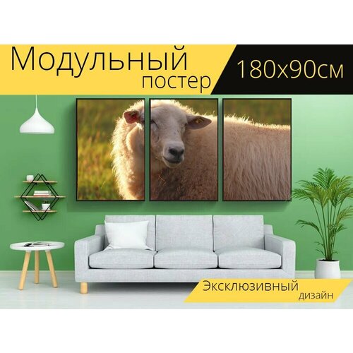 Модульный постер "Овец, животное, домашний скот" 180 x 90 см. для интерьера
