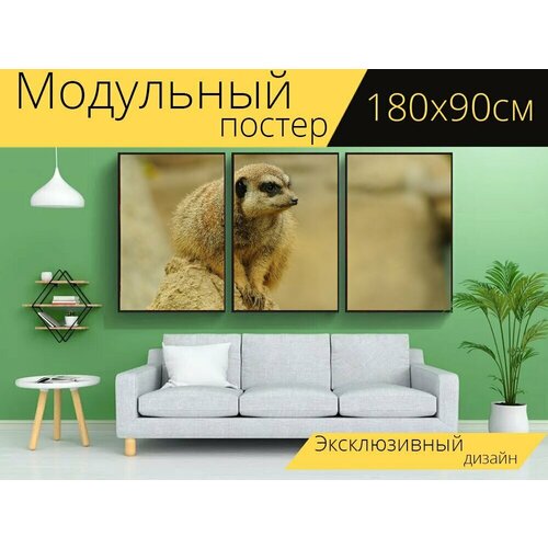 Модульный постер "Зоопарк, животное, сурикат" 180 x 90 см. для интерьера