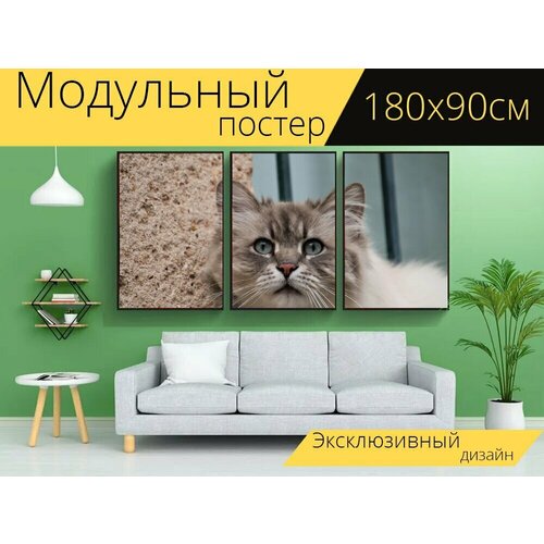 Модульный постер "Кошки, кошачьи, симпатичные" 180 x 90 см. для интерьера