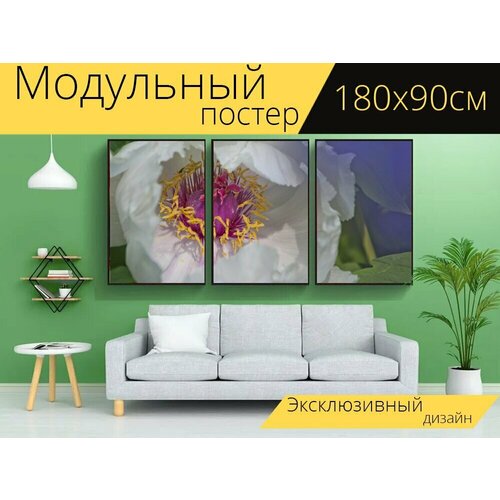 Модульный постер "Пион, цветок, природа" 180 x 90 см. для интерьера