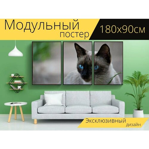 Модульный постер "Тайский кот, сиамская кошка, порода кошек" 180 x 90 см. для интерьера