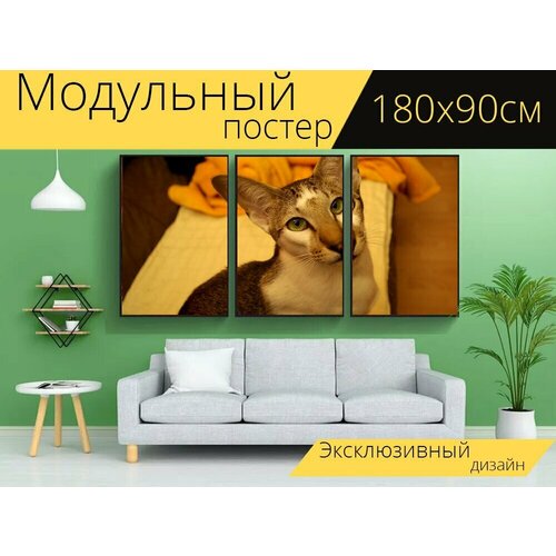 Модульный постер "Ориентальная короткошерстная кошка, кот, похмелье" 180 x 90 см. для интерьера