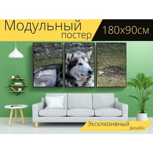 Модульный постер "Собака, аляскинский маламут, животное" 180 x 90 см. для интерьера
