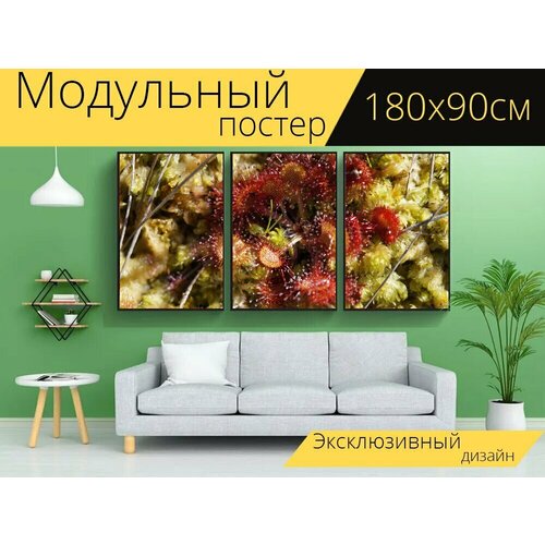 Модульный постер "Плотоядное растение, росянка, завод" 180 x 90 см. для интерьера