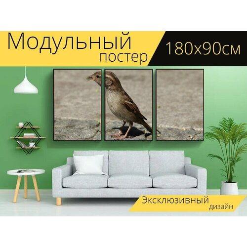 Модульный постер "Воробей, домовый воробей, птица" 180 x 90 см. для интерьера