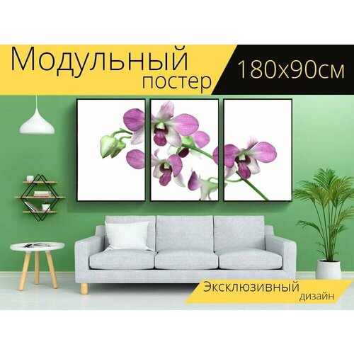 Модульный постер "Орхидея, цветок, флора" 180 x 90 см. для интерьера